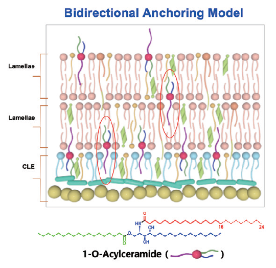 세계 최초 혁신적 ‘Booster’ 세라마이드 ‘EcoCeramide ENP’