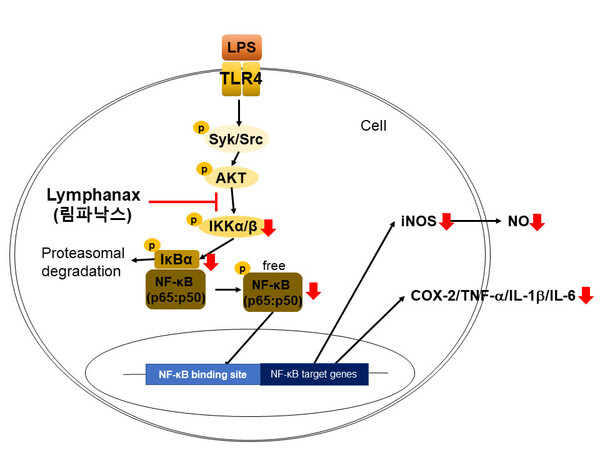 아모레퍼시픽 ‘림파낙스’ 피부 항염 효과 입증