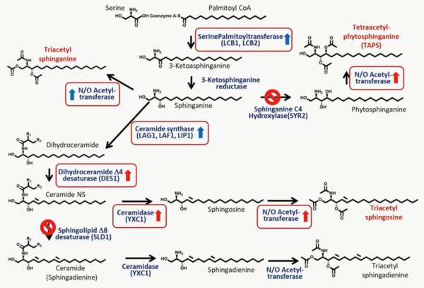 세라마이드 길이‧조성, 피부 투과장벽 기능‧제형 기술 핵심 변수