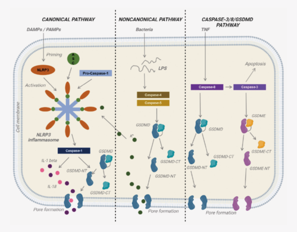 각질세포 파이롭토시스의 새로운 발견: 피부 메타염증노화를 특징짓는 세포 반응